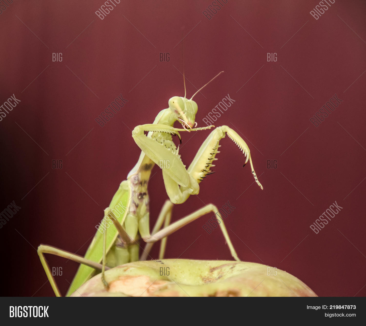 Mantis On Red Image & Photo (Free Trial) | Bigstock
