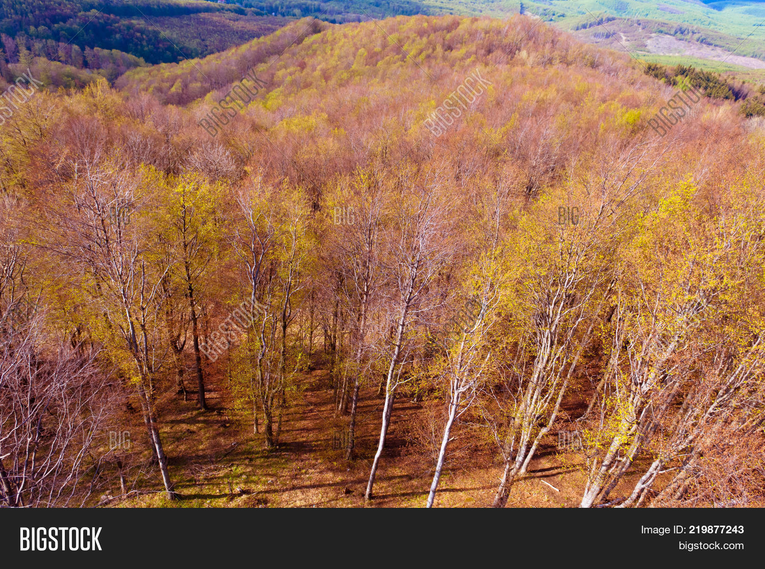 Deciduous Beech Forest Image & Photo (Free Trial) | Bigstock