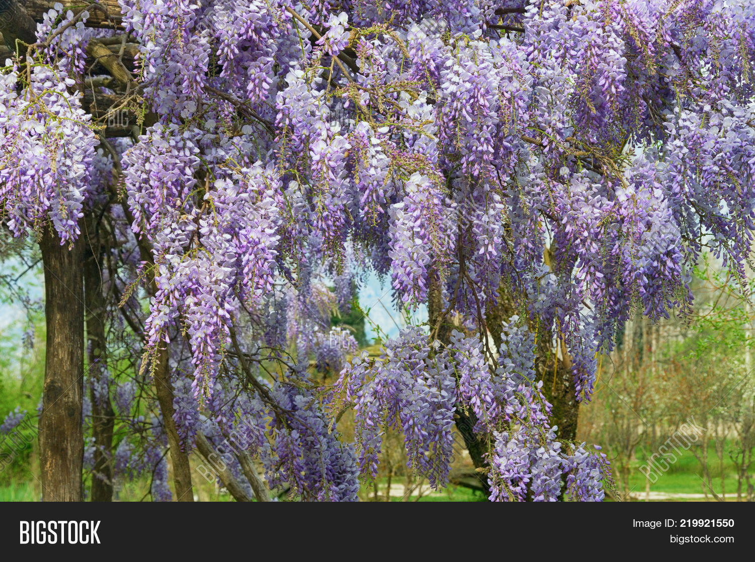 Spring Flowers. Vine Image & Photo (Free Trial) | Bigstock