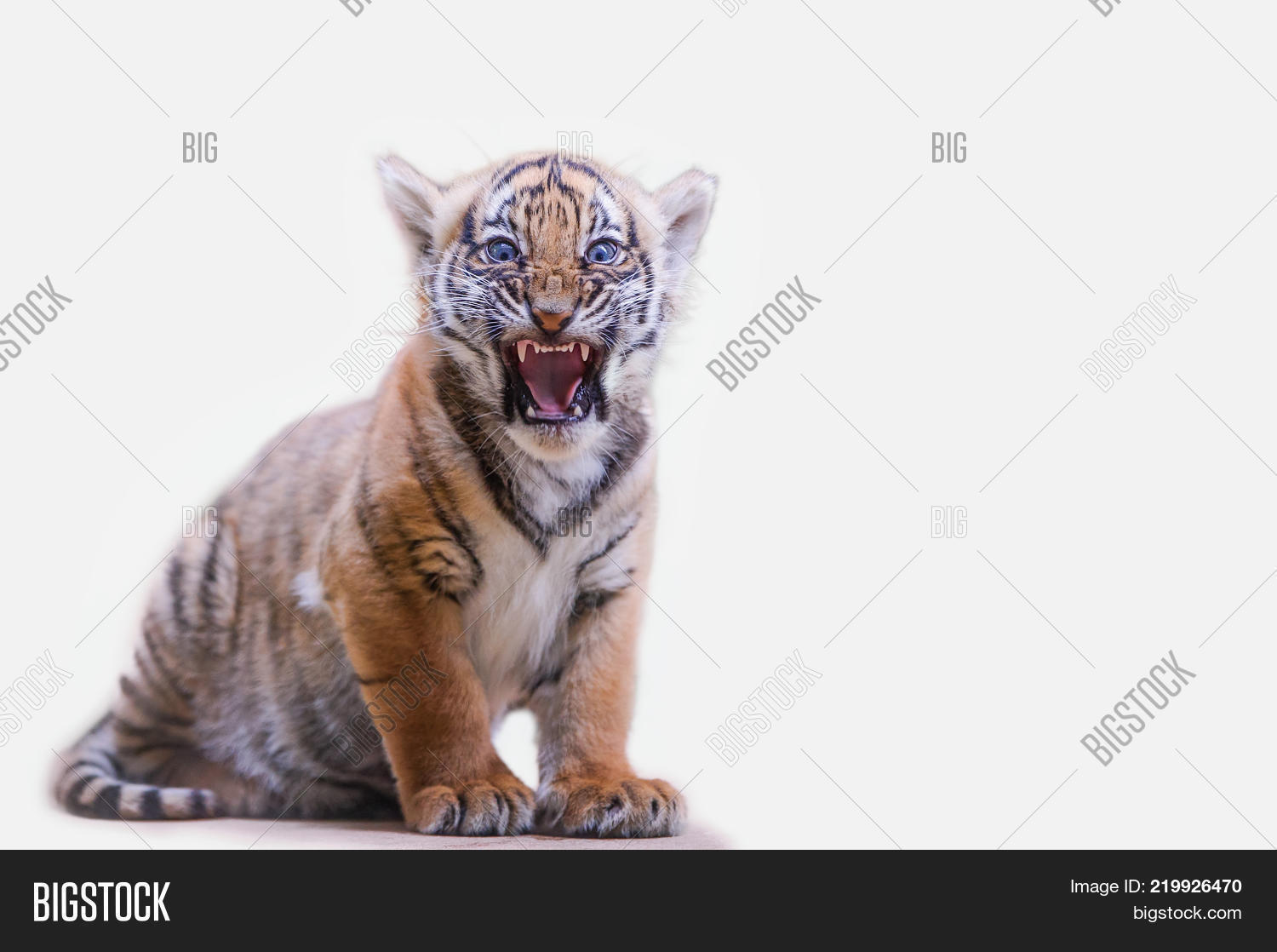 Cute Small Malayan Image & Photo (Free Trial) | Bigstock