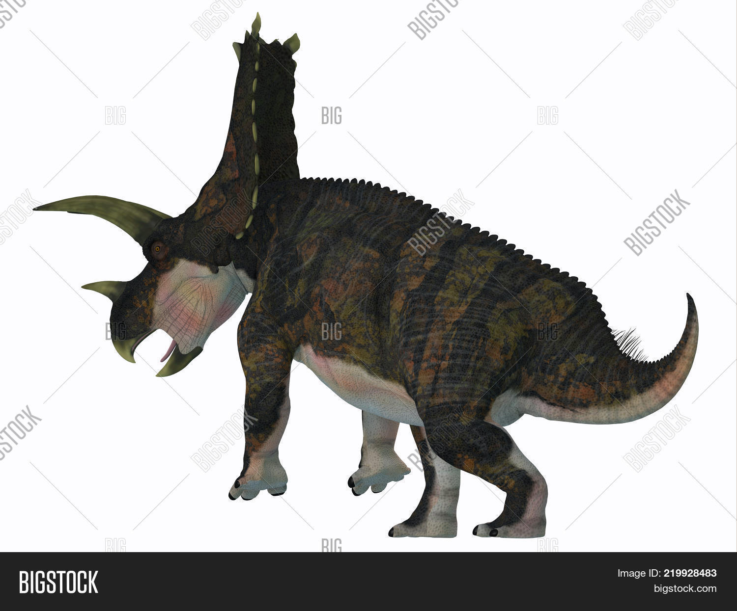Bravoceratops Dinosaur Image & Photo (Free Trial) | Bigstock