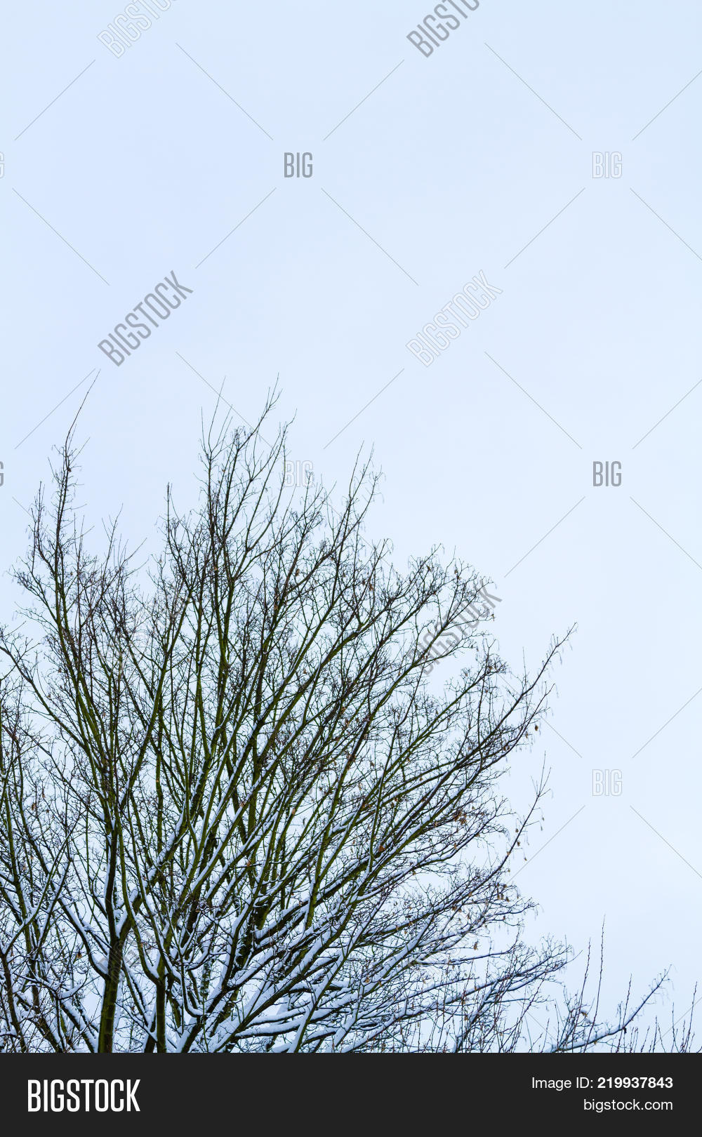 Branches Snow. Image & Photo (Free Trial) | Bigstock