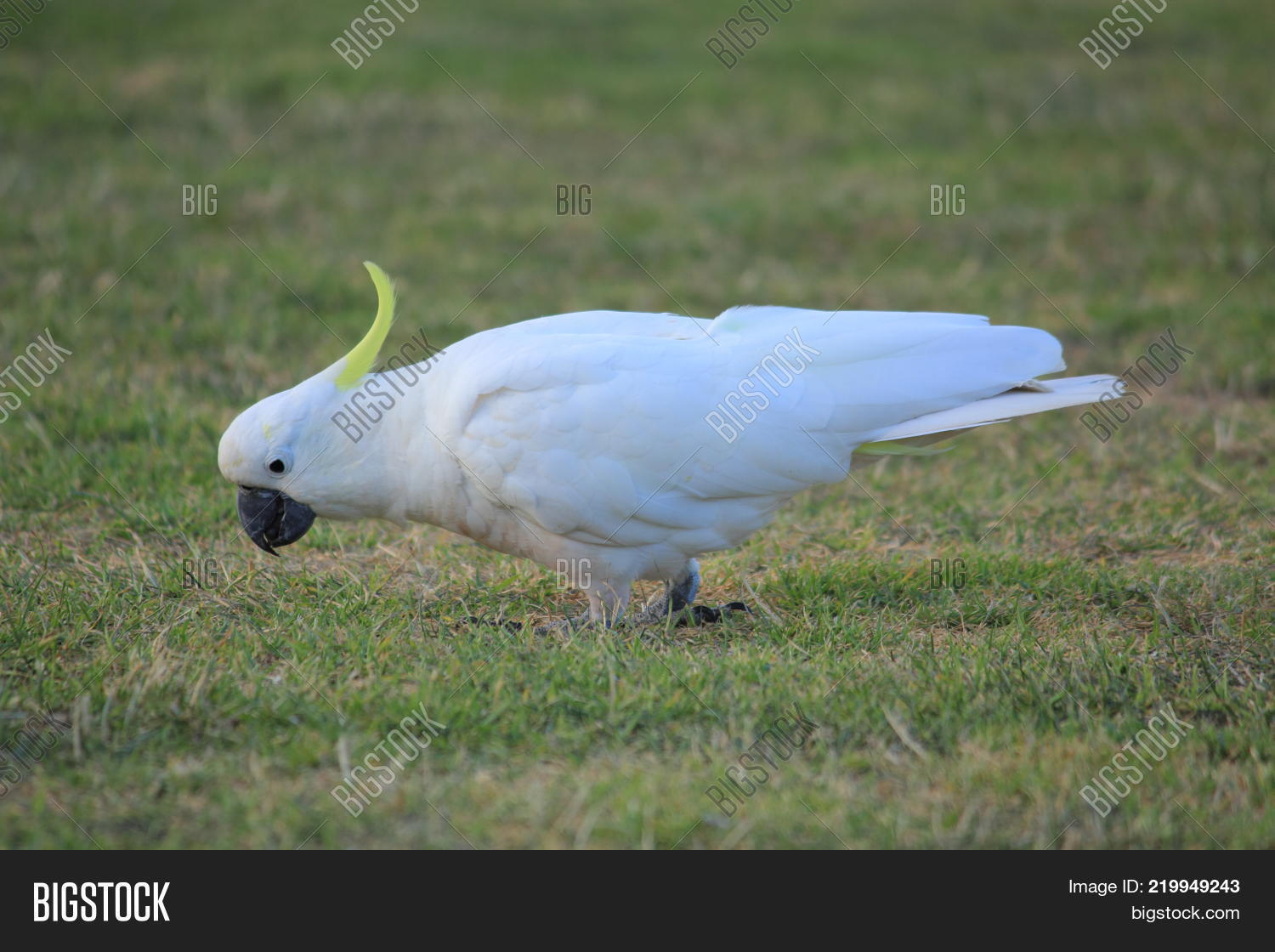 Australian Native Image & Photo (Free Trial) | Bigstock