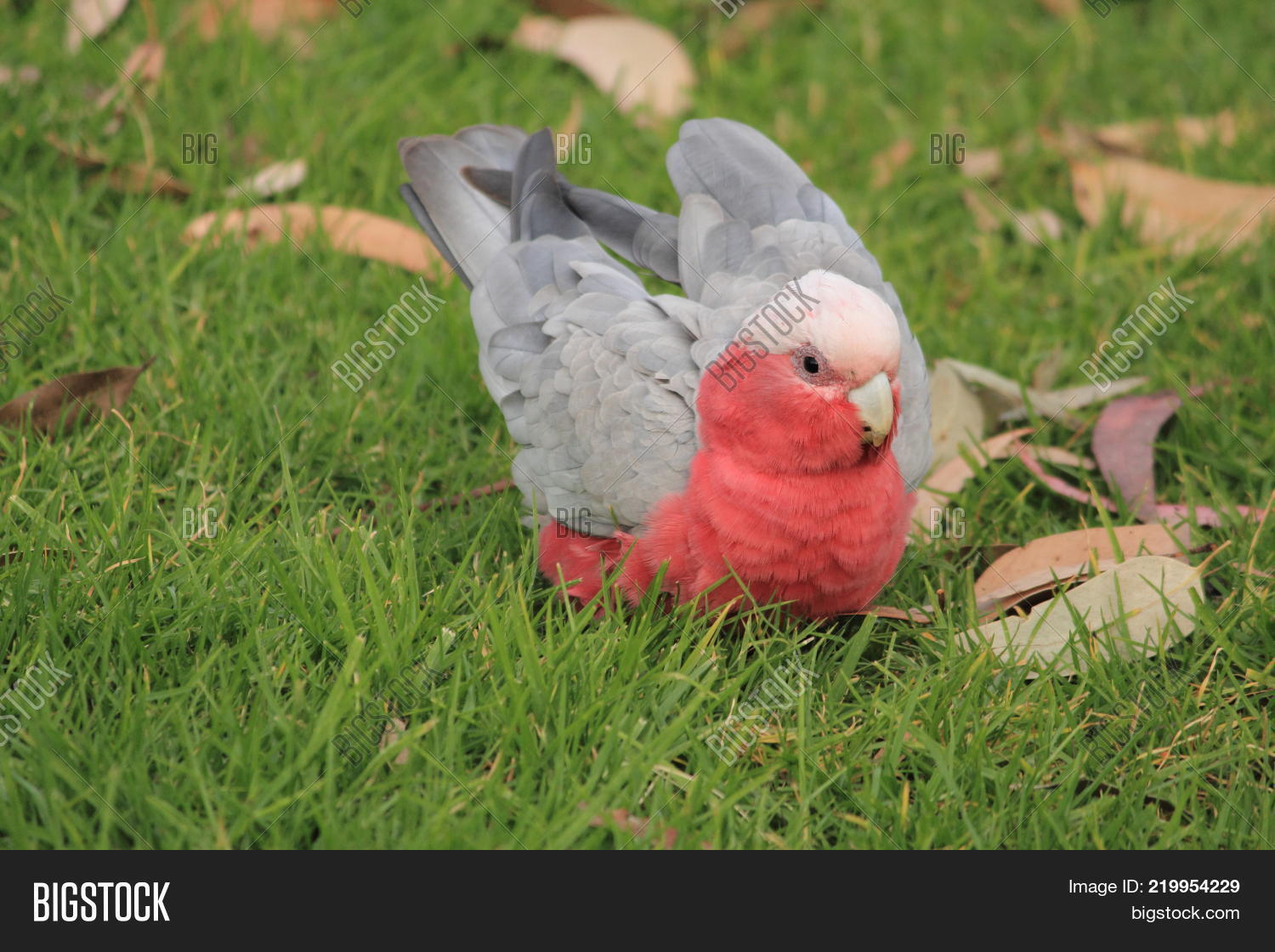 Australian Native Image & Photo (Free Trial) | Bigstock
