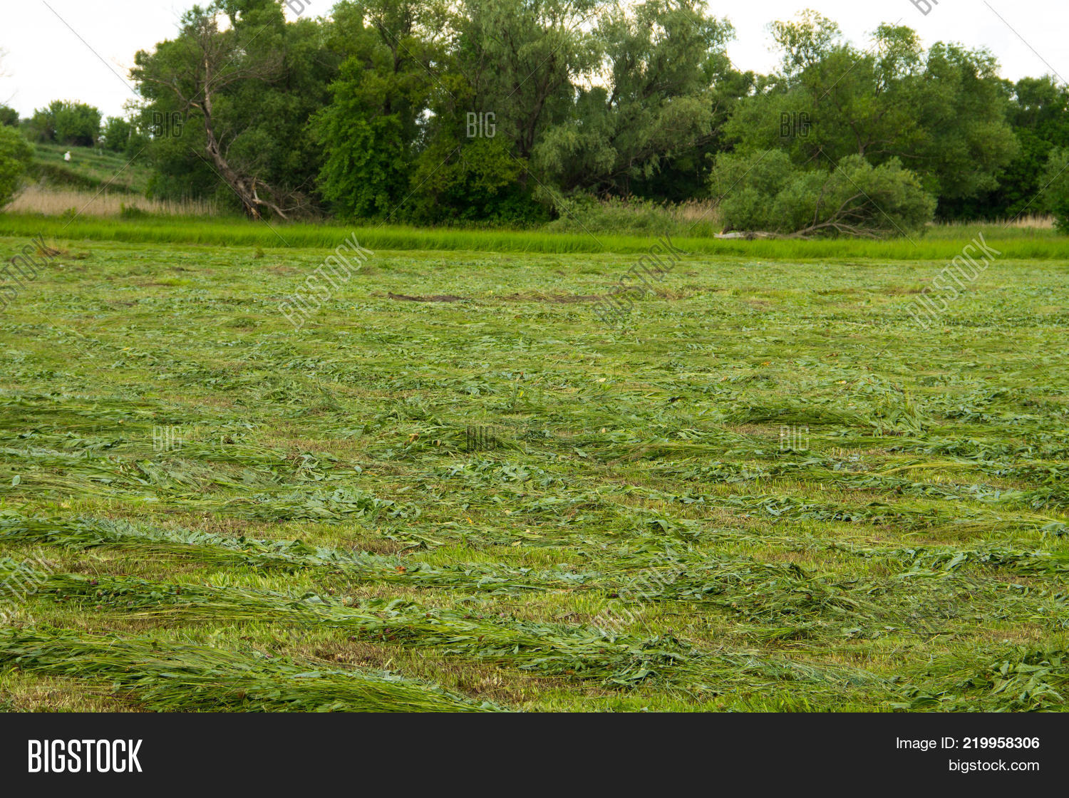 Freshly Mowed Meadow Image & Photo (Free Trial) | Bigstock