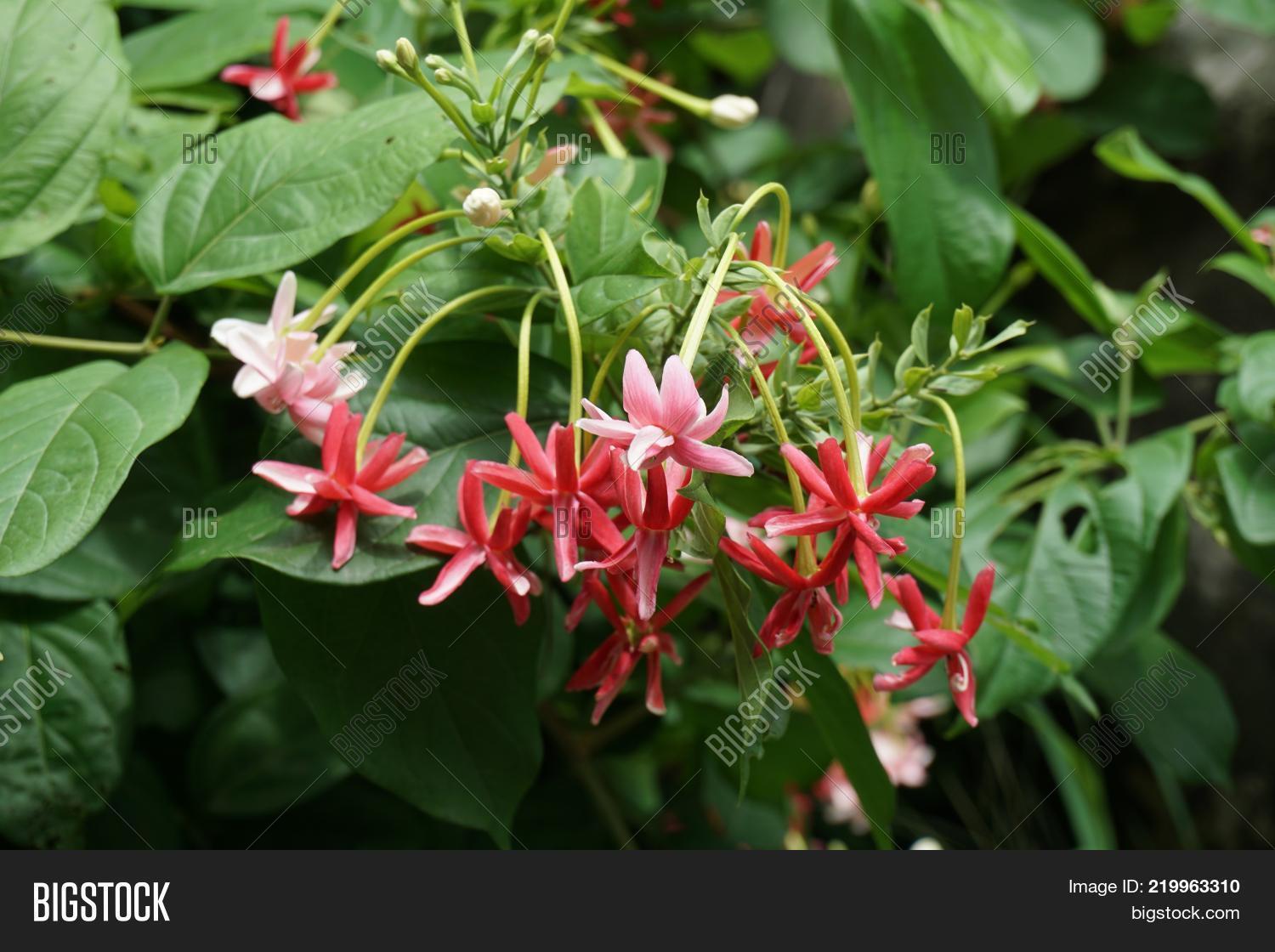 Pink Combretum Indicum Image & Photo (Free Trial) | Bigstock