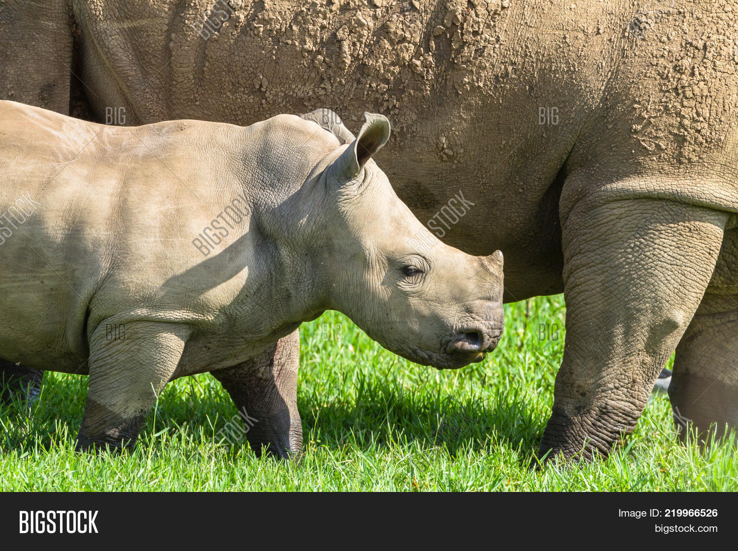 Rhino Calf Wildlife Image & Photo (Free Trial) | Bigstock