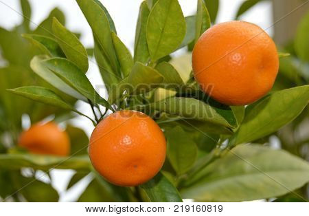 Ripe Calamansi Image & Photo (Free Trial) | Bigstock