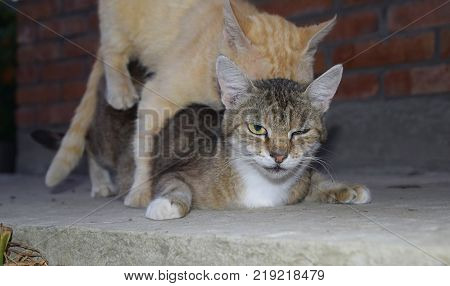 Mating Domestic Cats. Image & Photo (Free Trial) | Bigstock