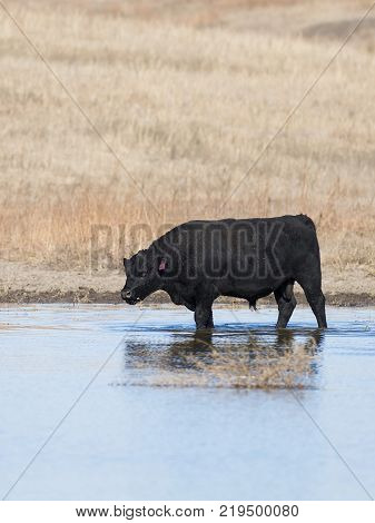 Black Angus Bull Pond Image & Photo (Free Trial) | Bigstock