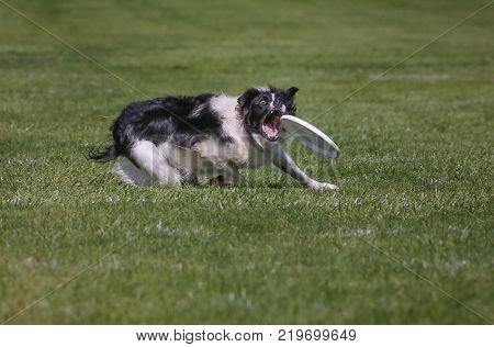 Dog Playing Fetch Image & Photo (Free Trial) | Bigstock