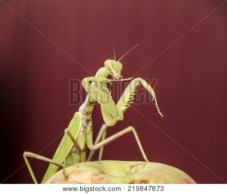 Mantis On Red Image & Photo (Free Trial) | Bigstock