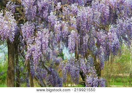 Spring Flowers. Vine Image & Photo (Free Trial) | Bigstock