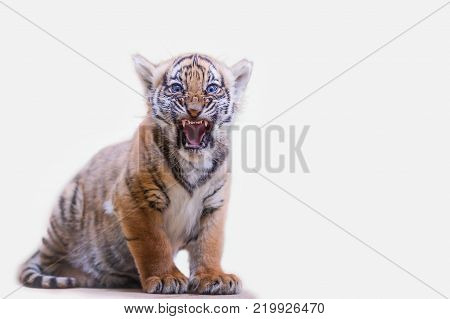 Cute Small Malayan Image & Photo (Free Trial) | Bigstock