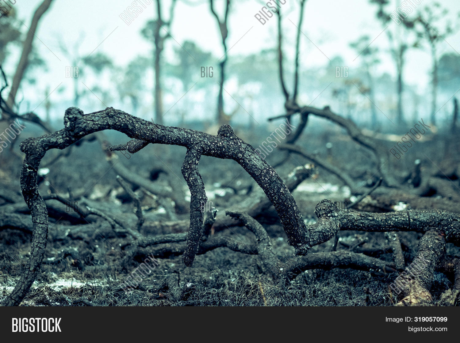 Burnt Down Forest