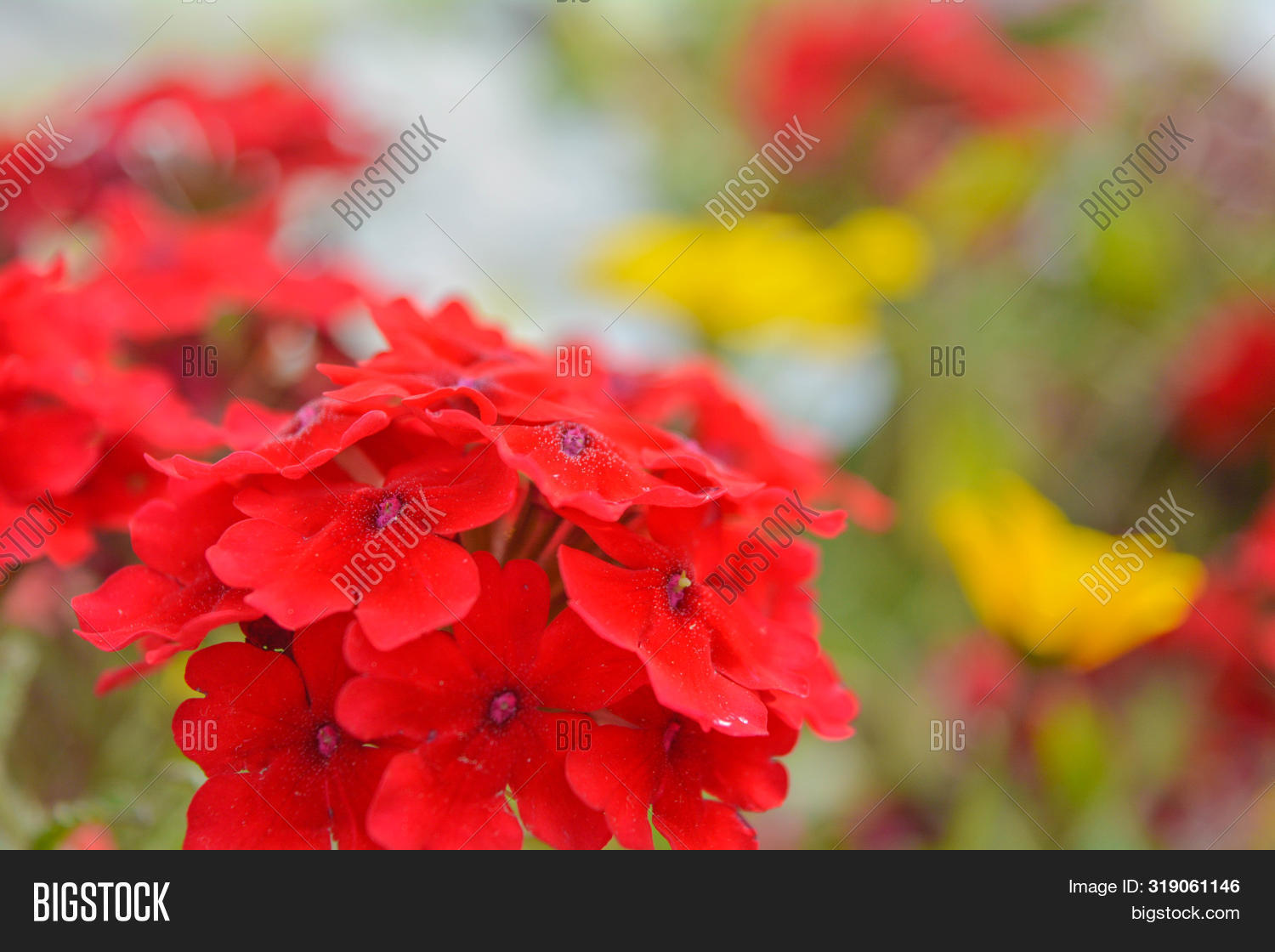 Red Pelargonium Image & Photo (Free Trial) | Bigstock