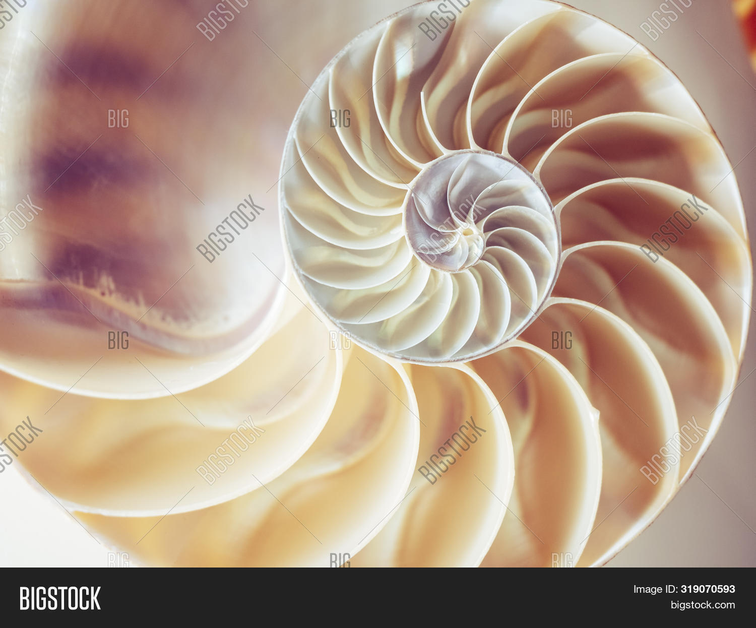Pearl Structure Image & Photo (Free Trial) | Bigstock