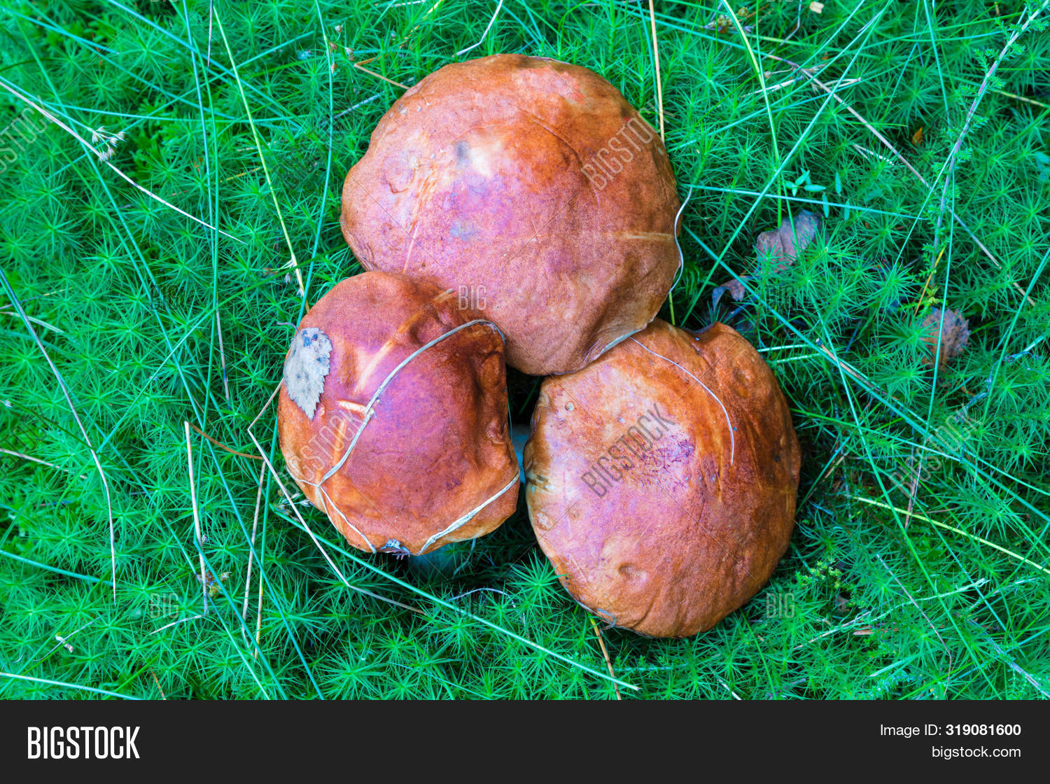 White, Boletus, Birch Image & Photo (Free Trial) | Bigstock