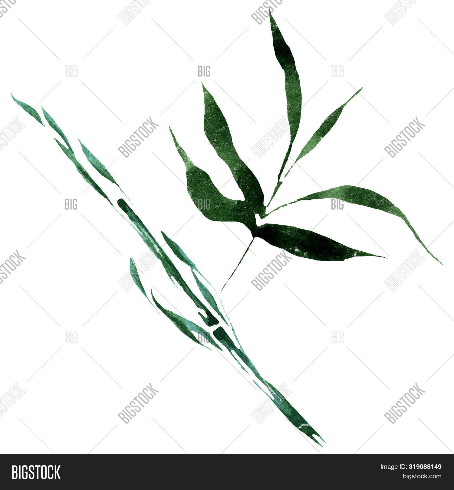 Bamboo Green Leaves Image & Photo (Free Trial) | Bigstock