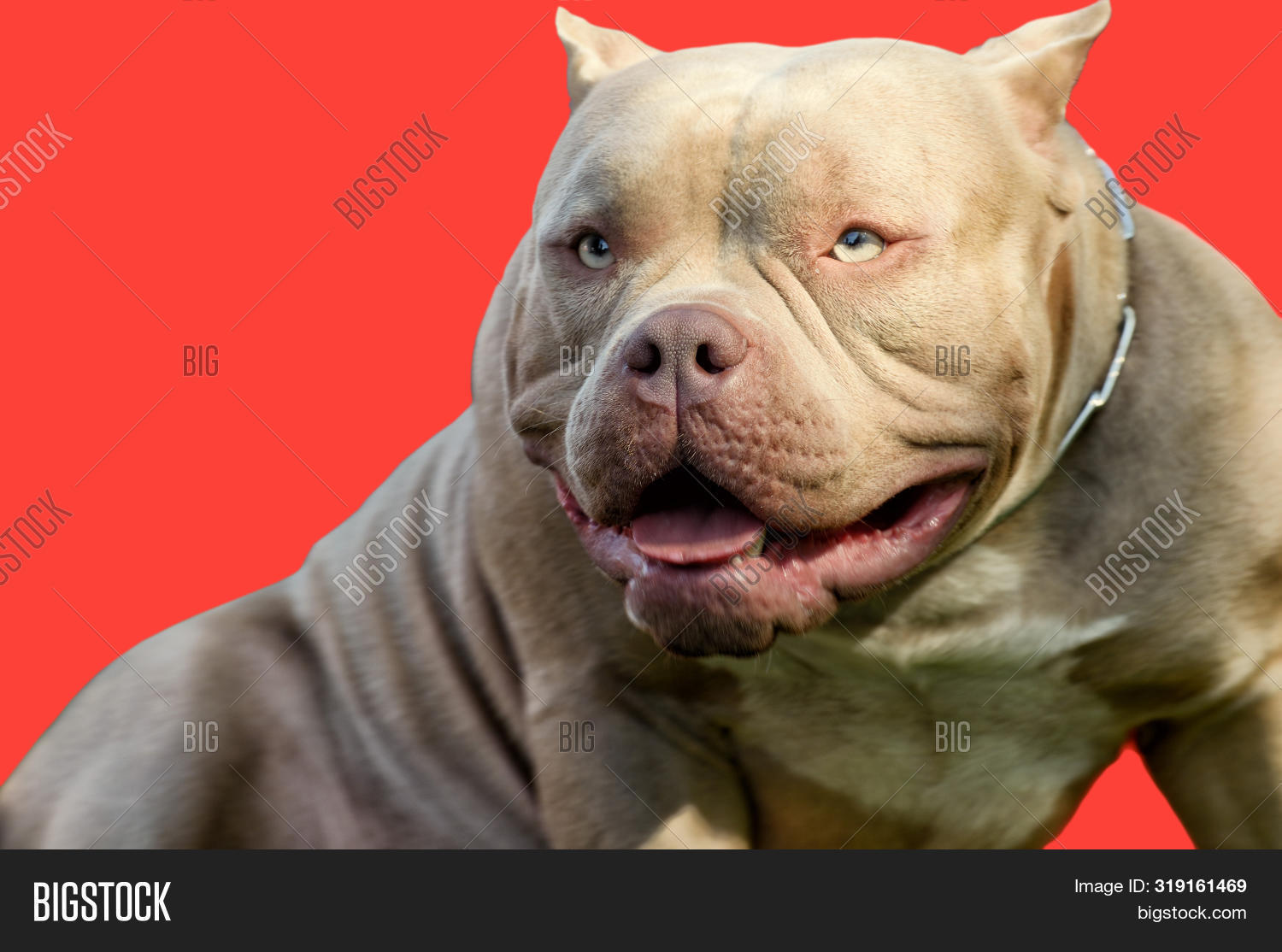 Pit Bull Service Breed Image & Photo (Free Trial) | Bigstock