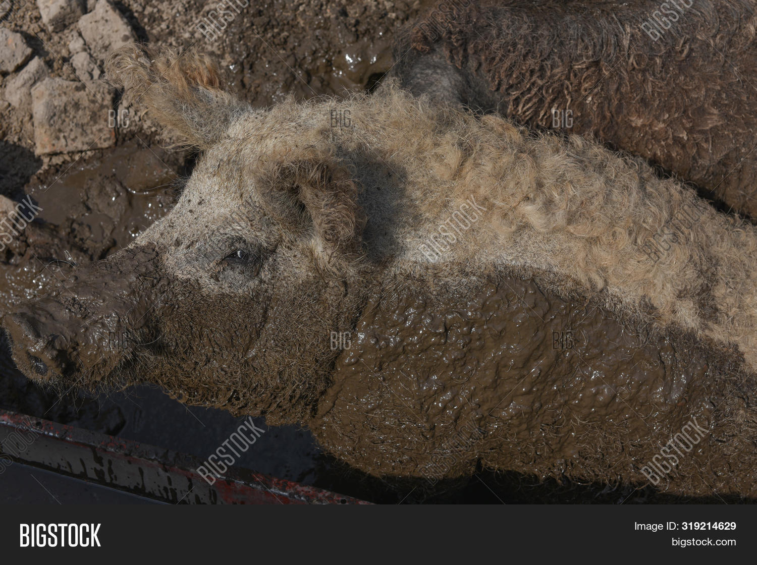 Happy Pig Rolling Mud. Image & Photo (Free Trial) | Bigstock