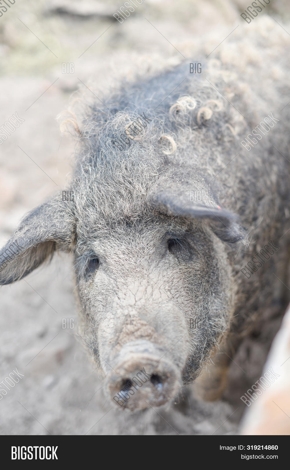 Happy Pig Rolling Mud. Image & Photo (Free Trial) | Bigstock