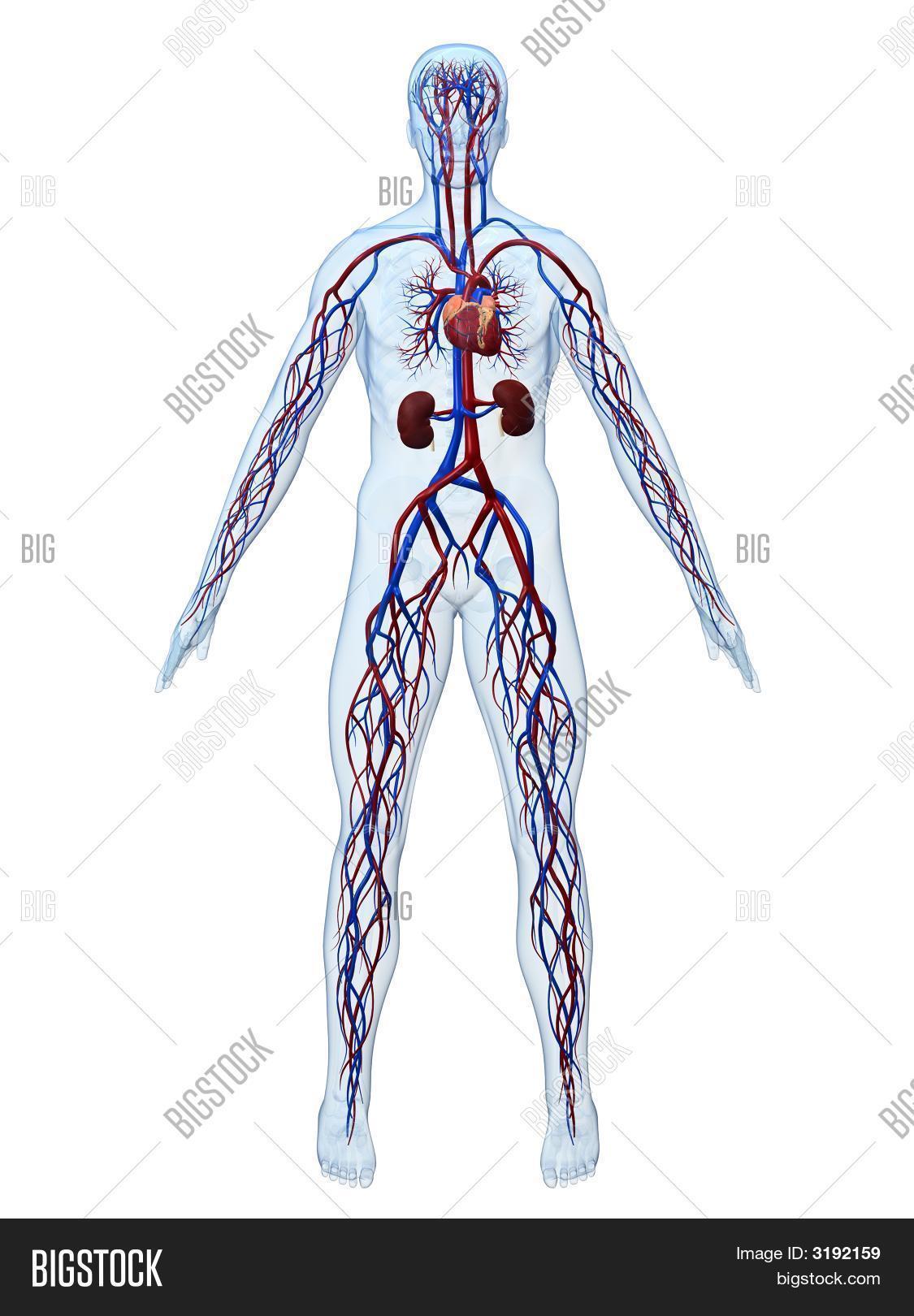 Cardiovascular System Image & Photo (Free Trial) | Bigstock
