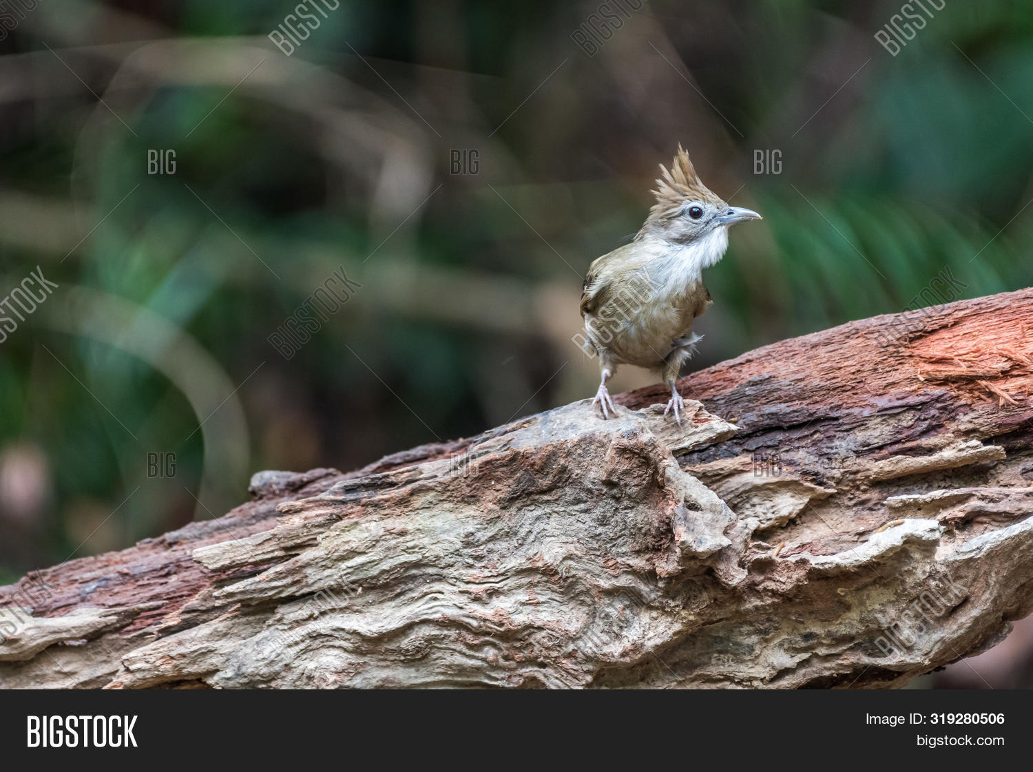 Lovely Bird-ochraceous Image & Photo (Free Trial) | Bigstock