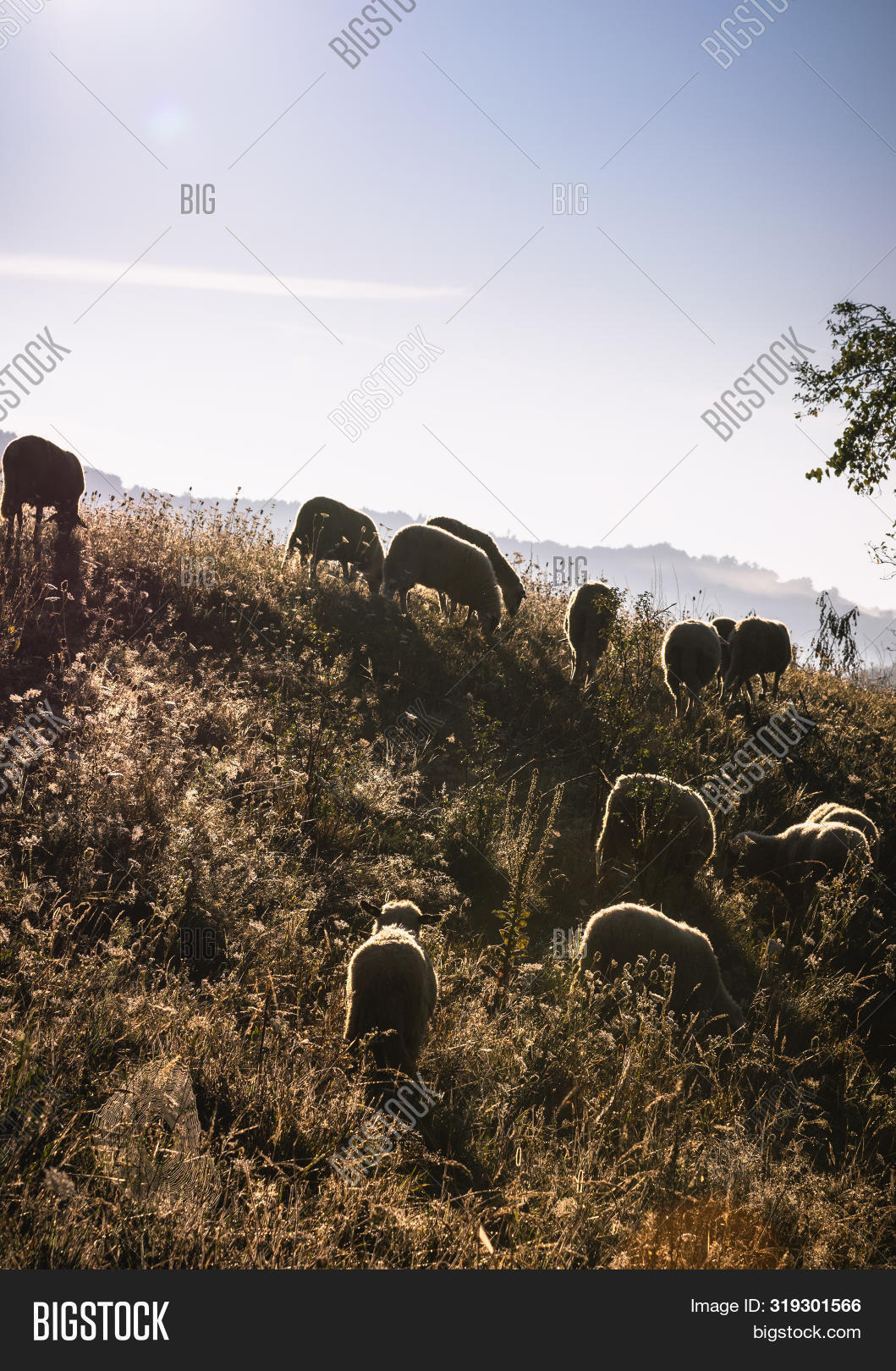 Close Sheep Sunrise Image & Photo (Free Trial) | Bigstock