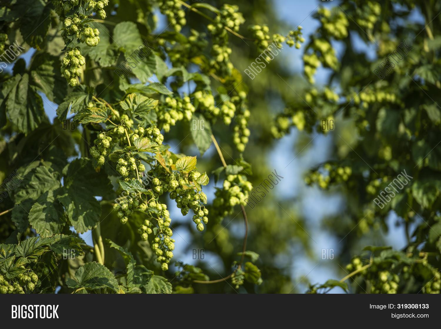Flowers Hop Plant. Image & Photo (Free Trial) | Bigstock