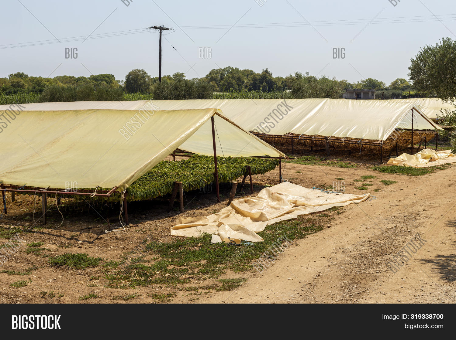 Agriculture. Canopy Image & Photo (Free Trial) | Bigstock