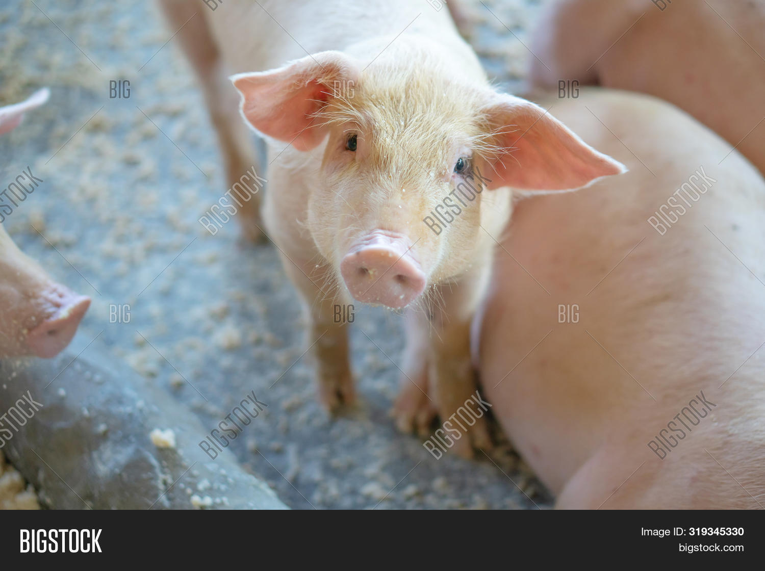 Group Pig That Looks Image & Photo (Free Trial) | Bigstock