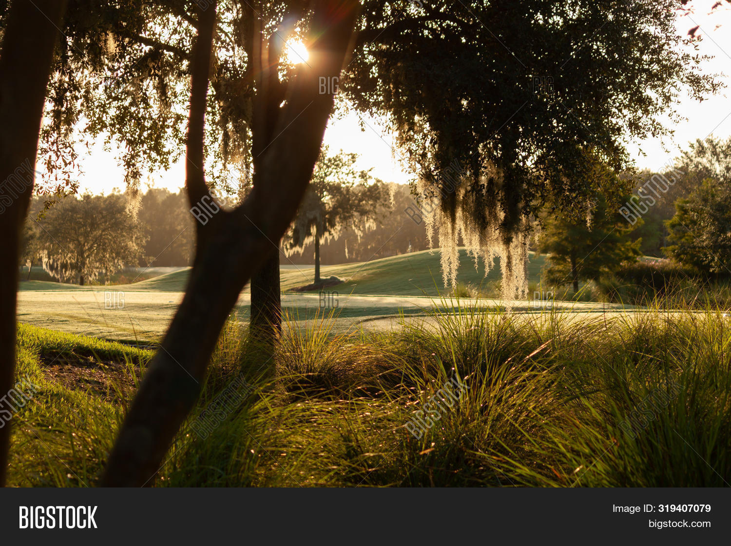 Summer Morning Sun Image & Photo (Free Trial) | Bigstock