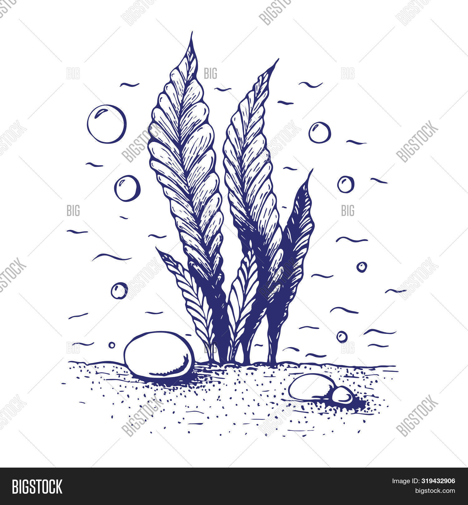 Ink Hand Drawn Seaweed Image & Photo (Free Trial) | Bigstock