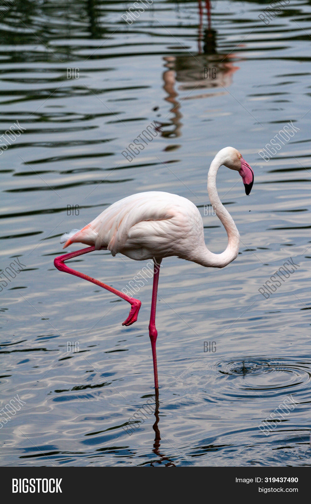 Imagen y foto Pink Flamingo: Out (prueba gratis) | Bigstock