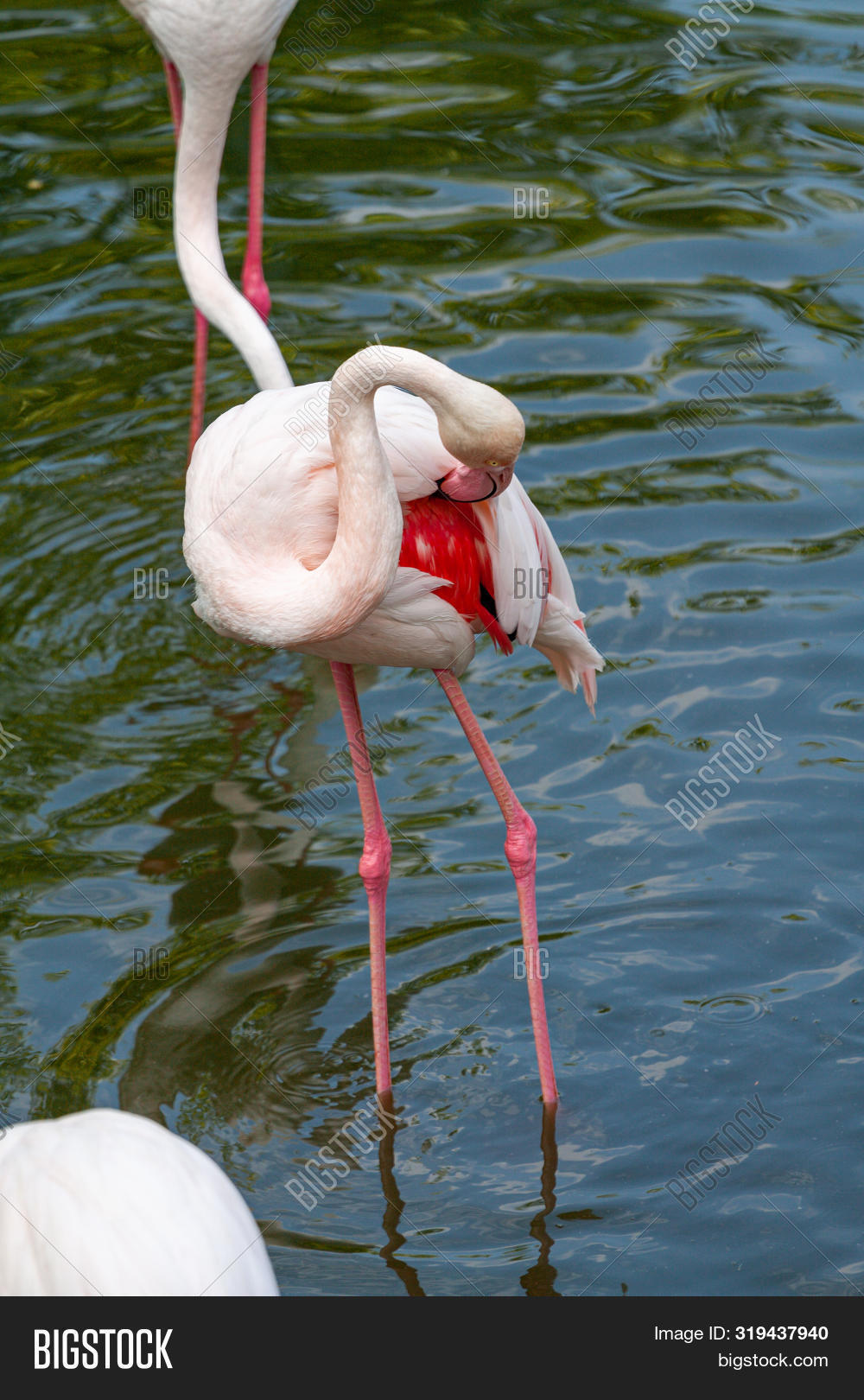 Pink Flamingo: Out Six Image & Photo (Free Trial) | Bigstock