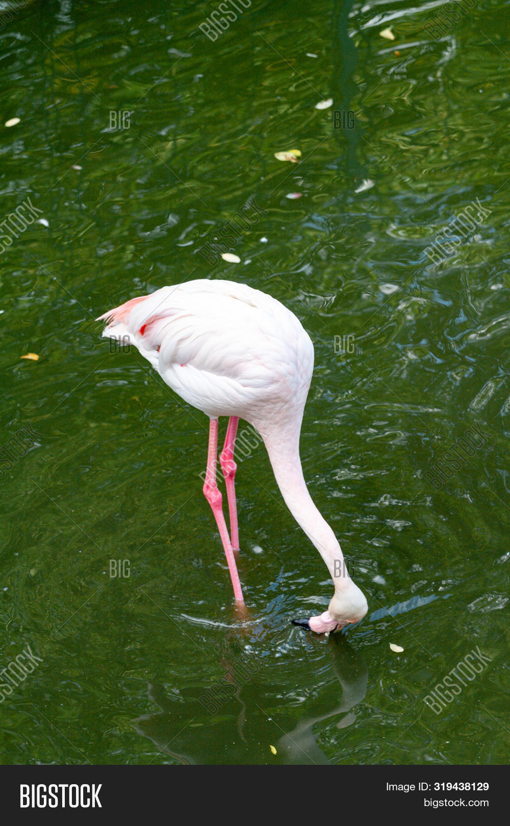 Imagen y foto Pink Flamingo: Out (prueba gratis) | Bigstock