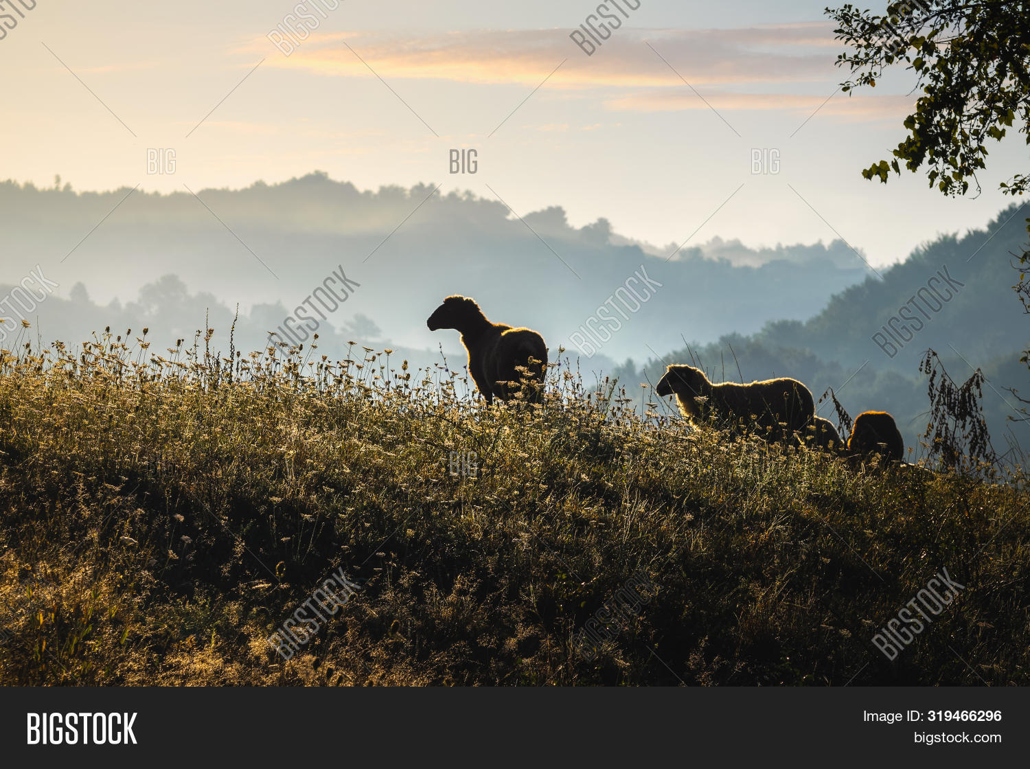 Close Sheep Sunrise Image & Photo (Free Trial) | Bigstock
