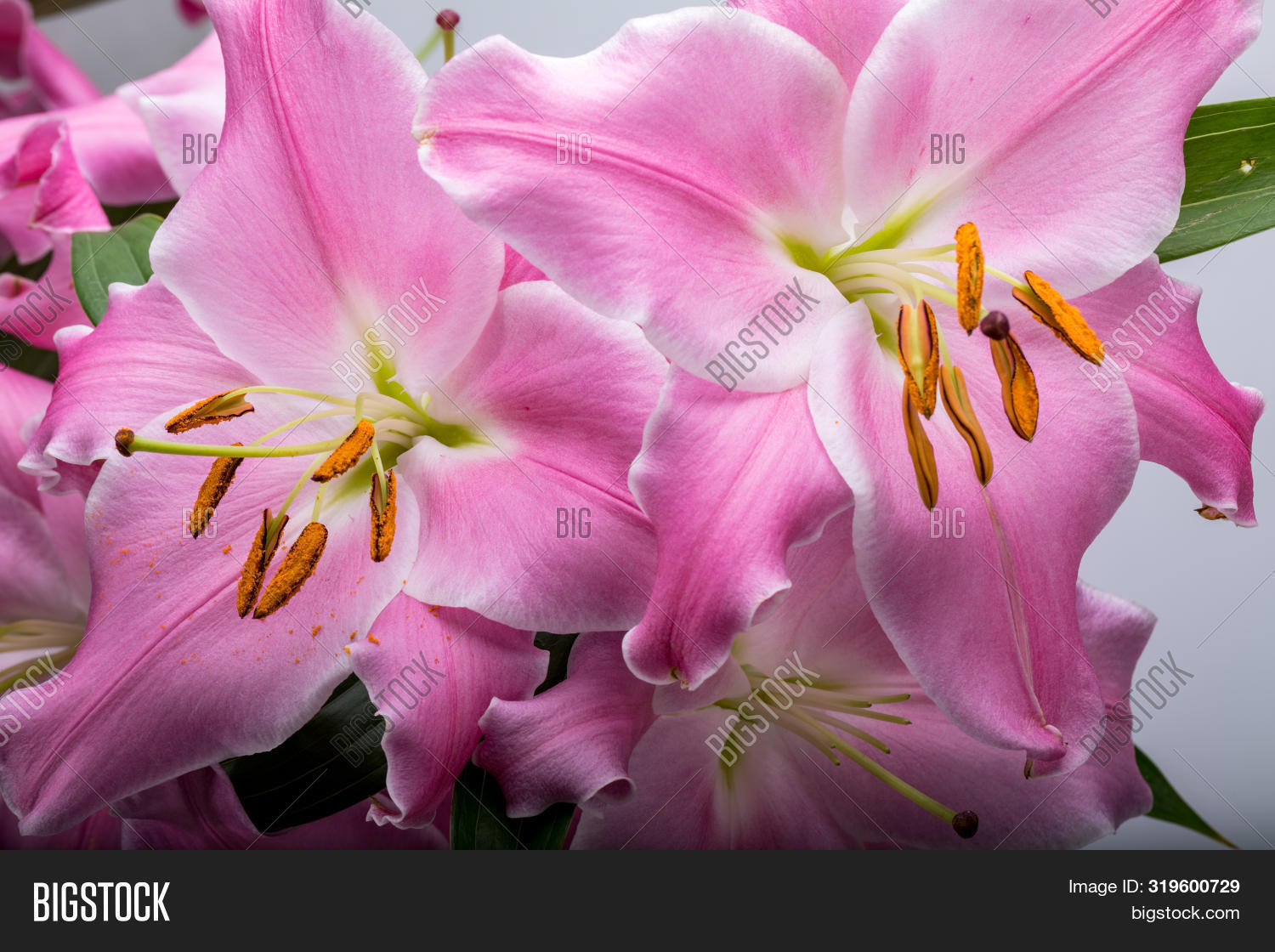 Close- Pink Liles Image & Photo (Free Trial) | Bigstock