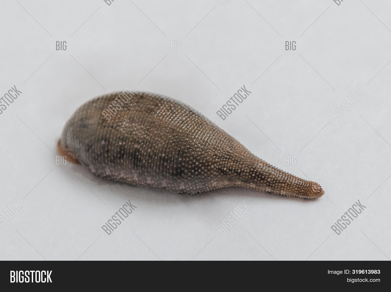Leech Isolated On Image & Photo (Free Trial) | Bigstock