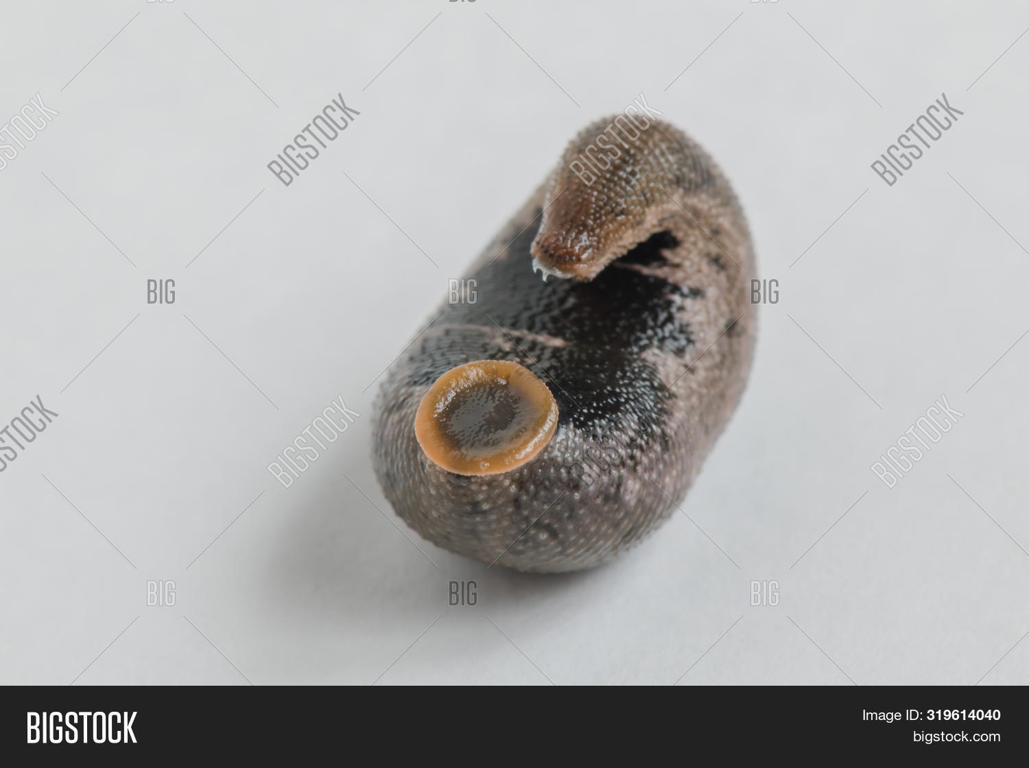 Leech Isolated On Image & Photo (Free Trial) | Bigstock