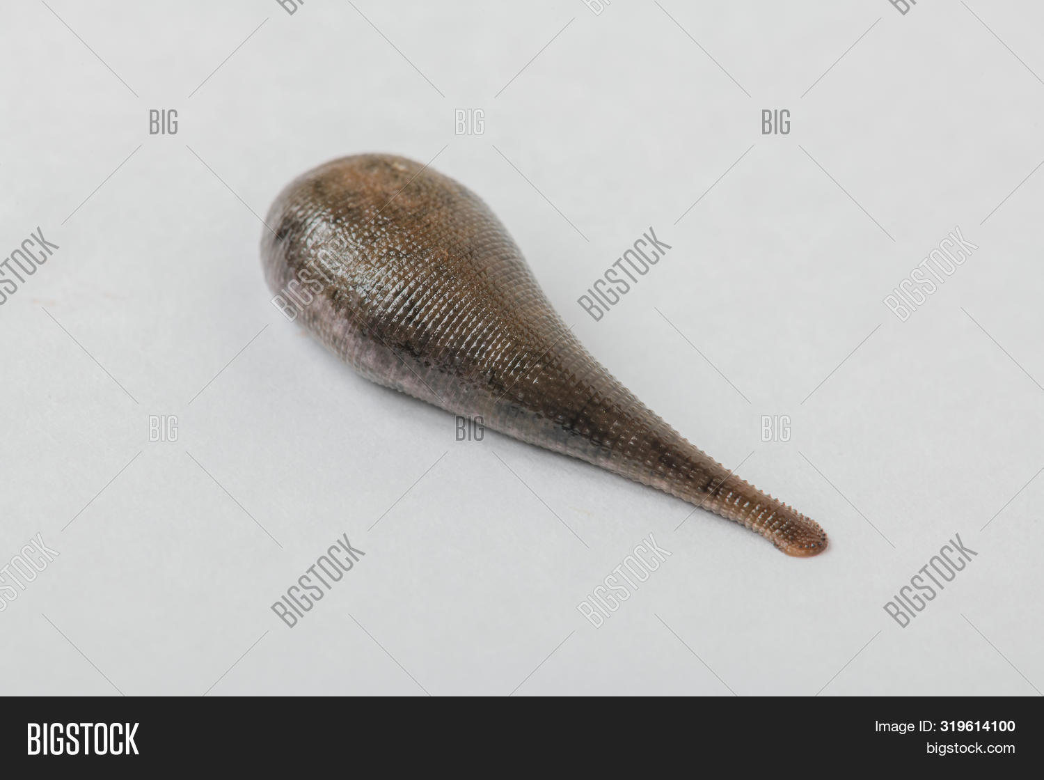 Leech Isolated On Image & Photo (Free Trial) | Bigstock