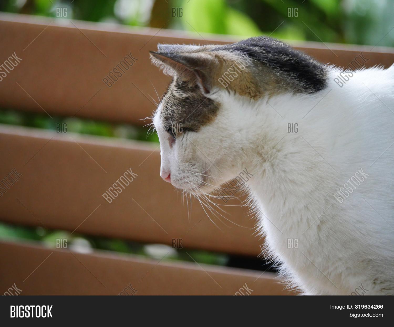Cat Side View Standing