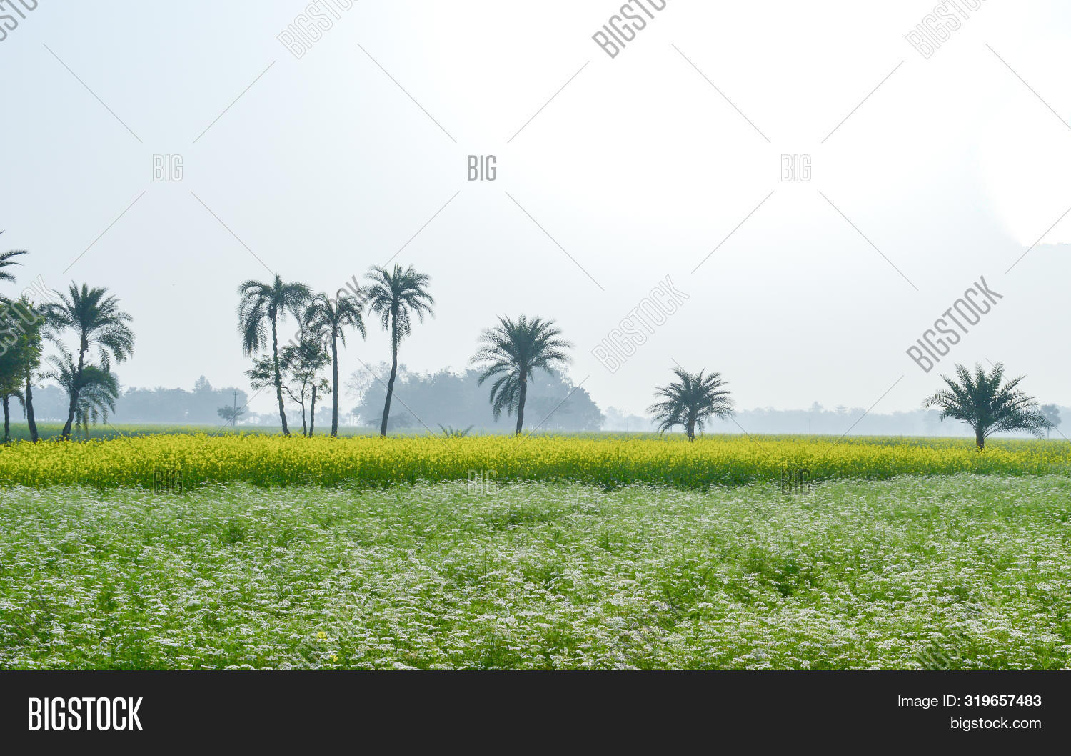 Green Fields Trees Image & Photo (Free Trial) | Bigstock