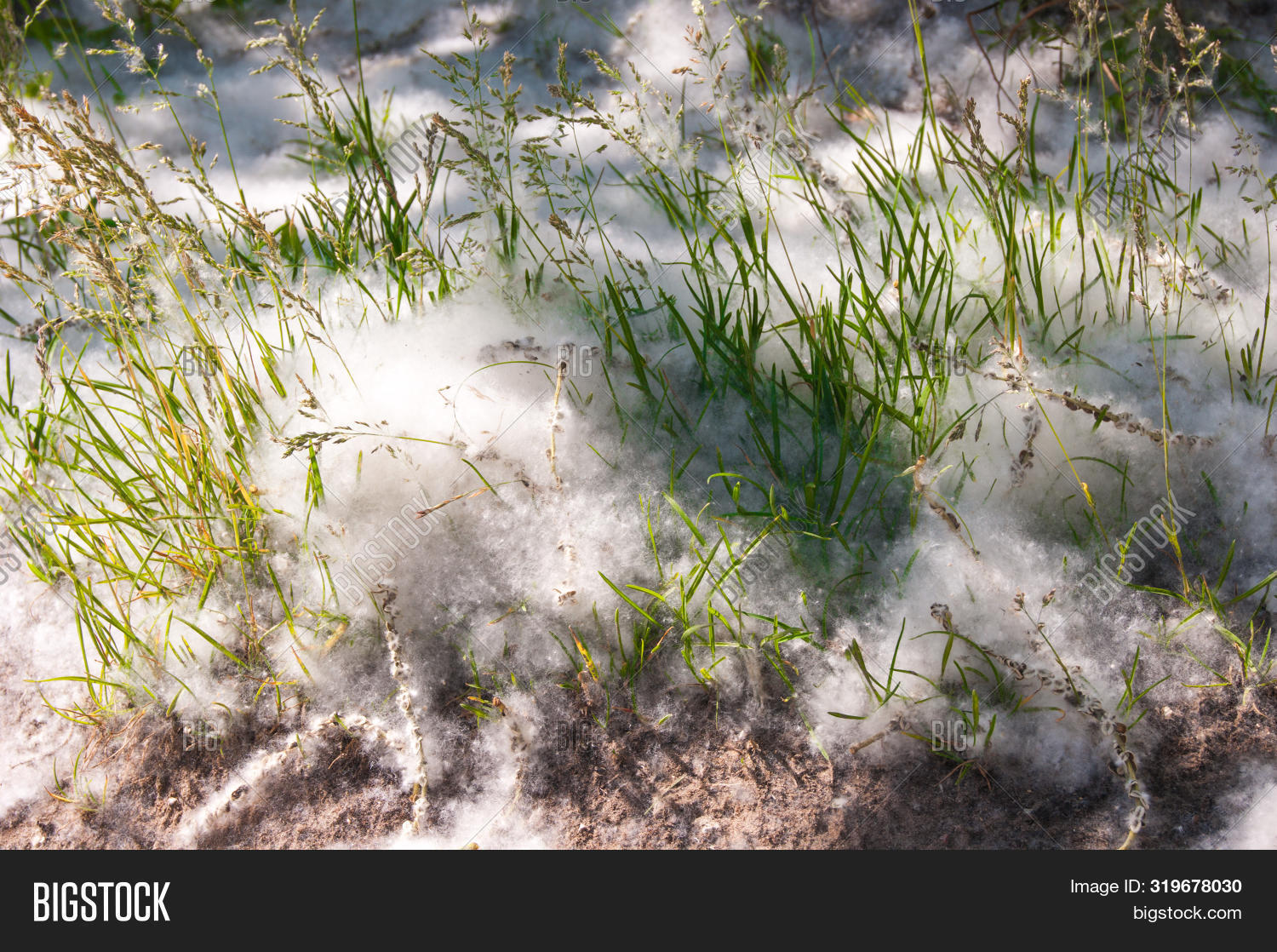 Poplar Fluff, Heat, Image & Photo (Free Trial) | Bigstock