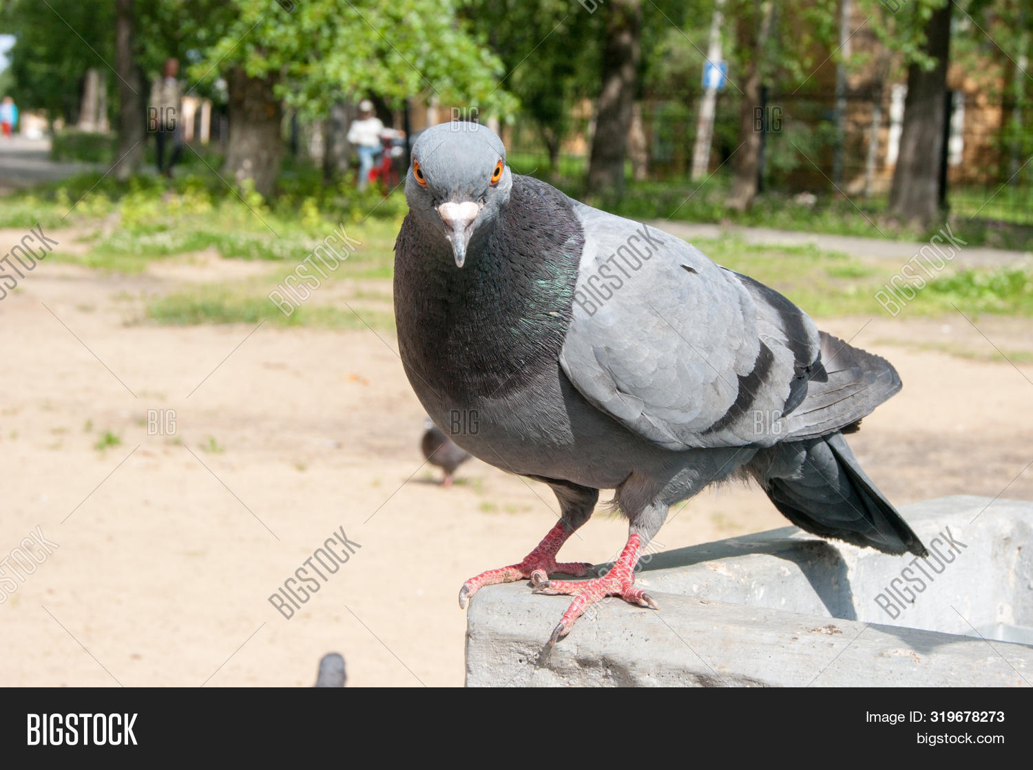 Angry Bird. Impudent Image & Photo (Free Trial) | Bigstock