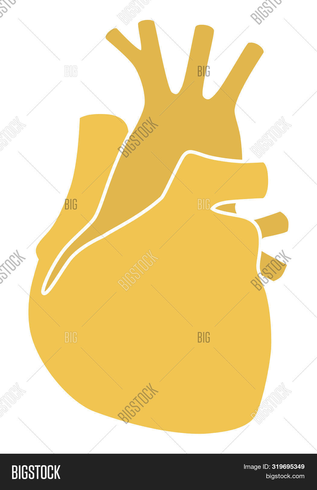 Anatomical Human Heart Image & Photo (Free Trial) | Bigstock