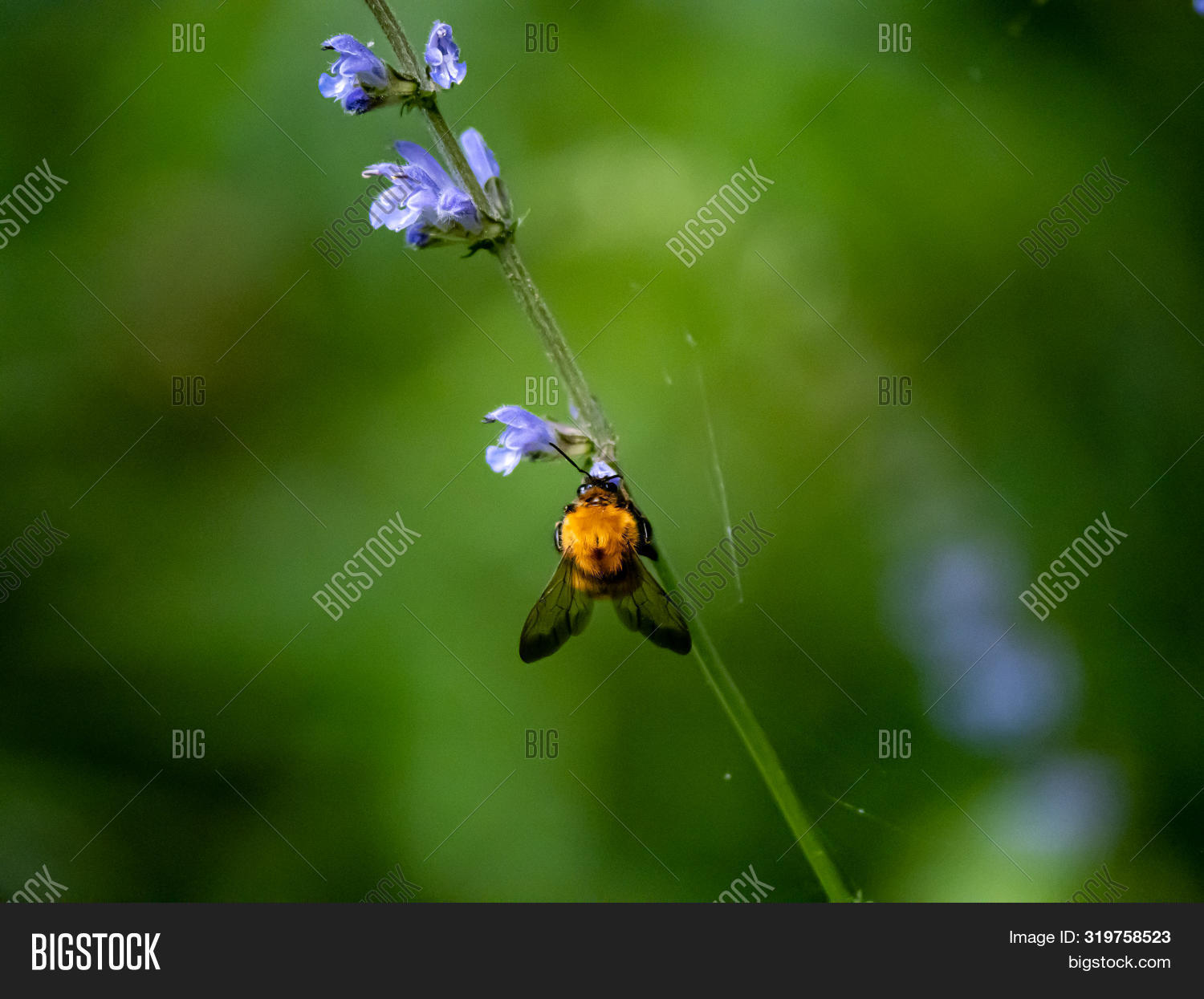 Japanese Bumble Bee Image & Photo (Free Trial) | Bigstock