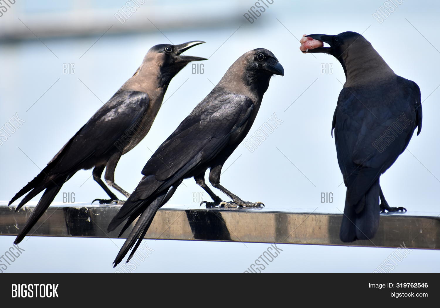 Three Crows Standing Image & Photo (Free Trial) | Bigstock
