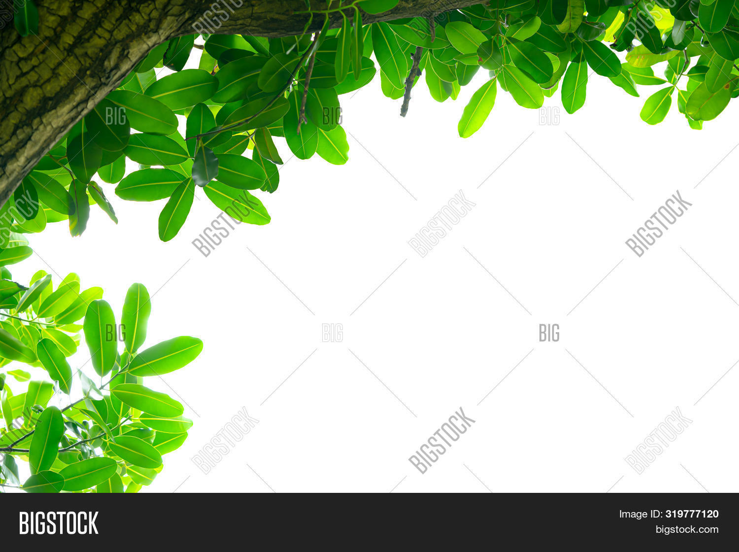 Green Leaf Farm Image & Photo (Free Trial) | Bigstock